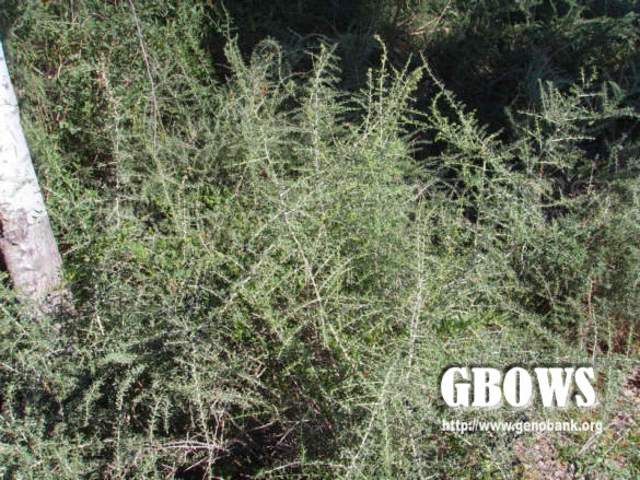 黑果枸杞 Lycium ruthenicum Murray