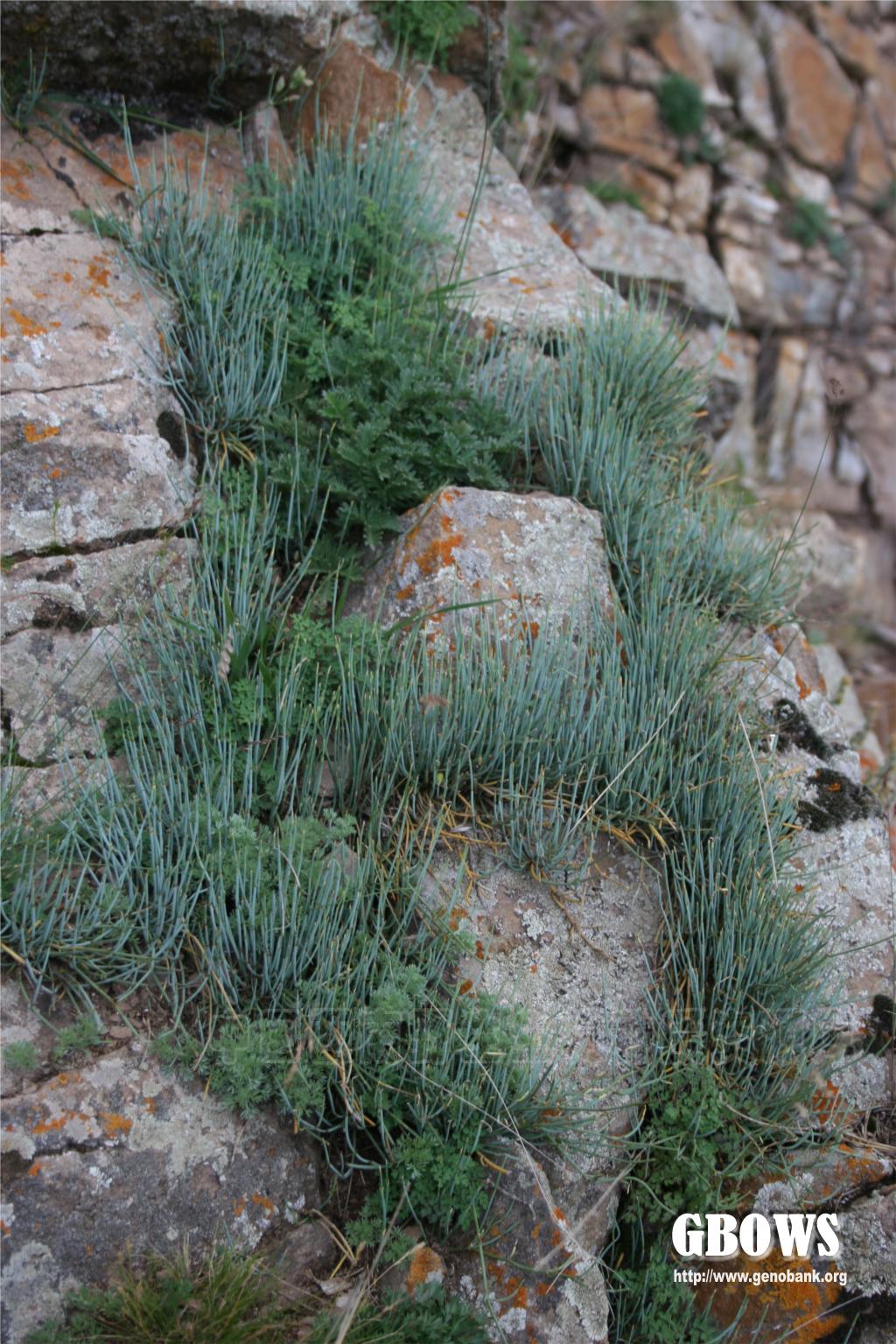 iFlora 智能植物志