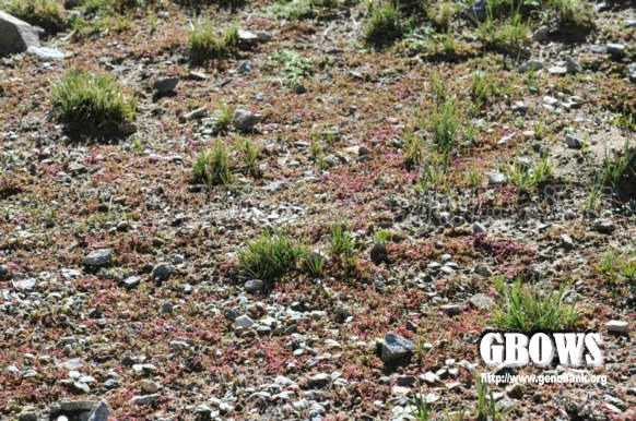 iFlora研究计划网站 智能植物志