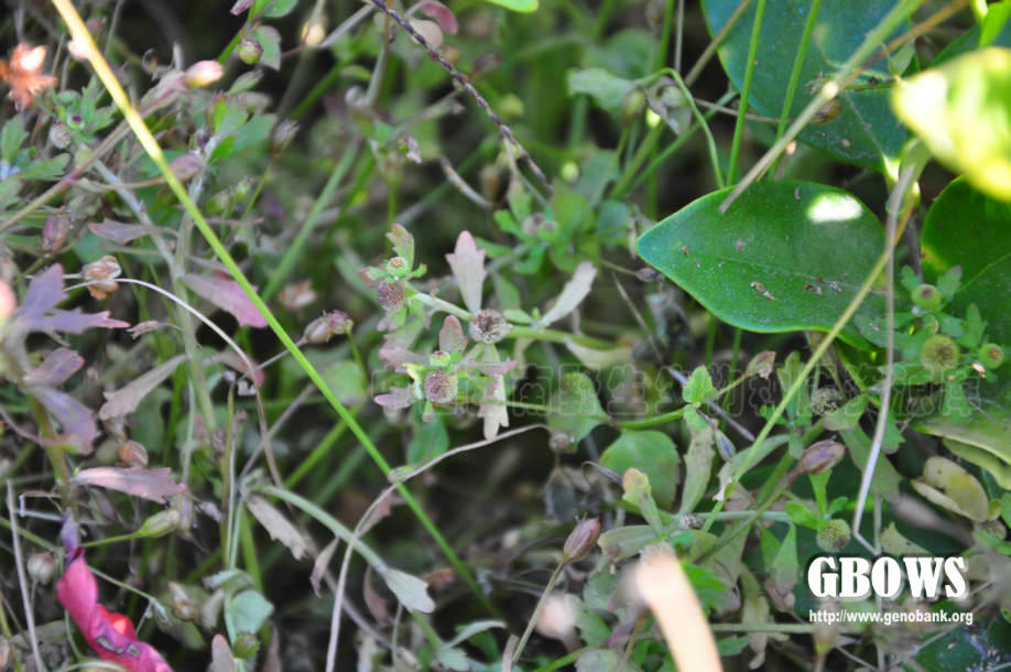石胡荽 Centipeda minima (L.) A. Braun et Asch.