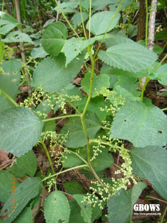 iFlora研究计划网站 智能植物志