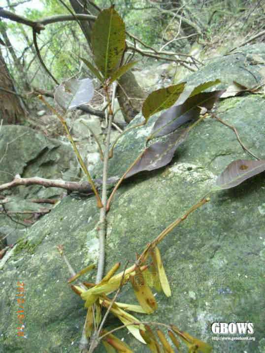苦枥木 Fraxinus insularis Hemsl.
