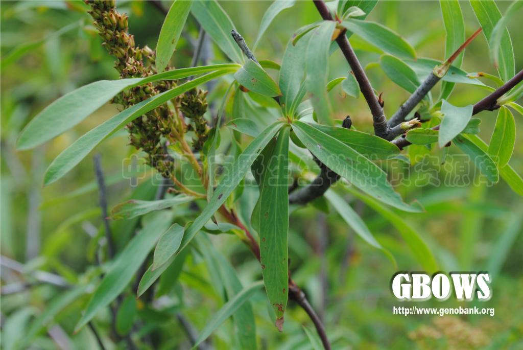 窄叶鲜卑花 Sibiraea angustata (Rehder) Hand.-Mazz.