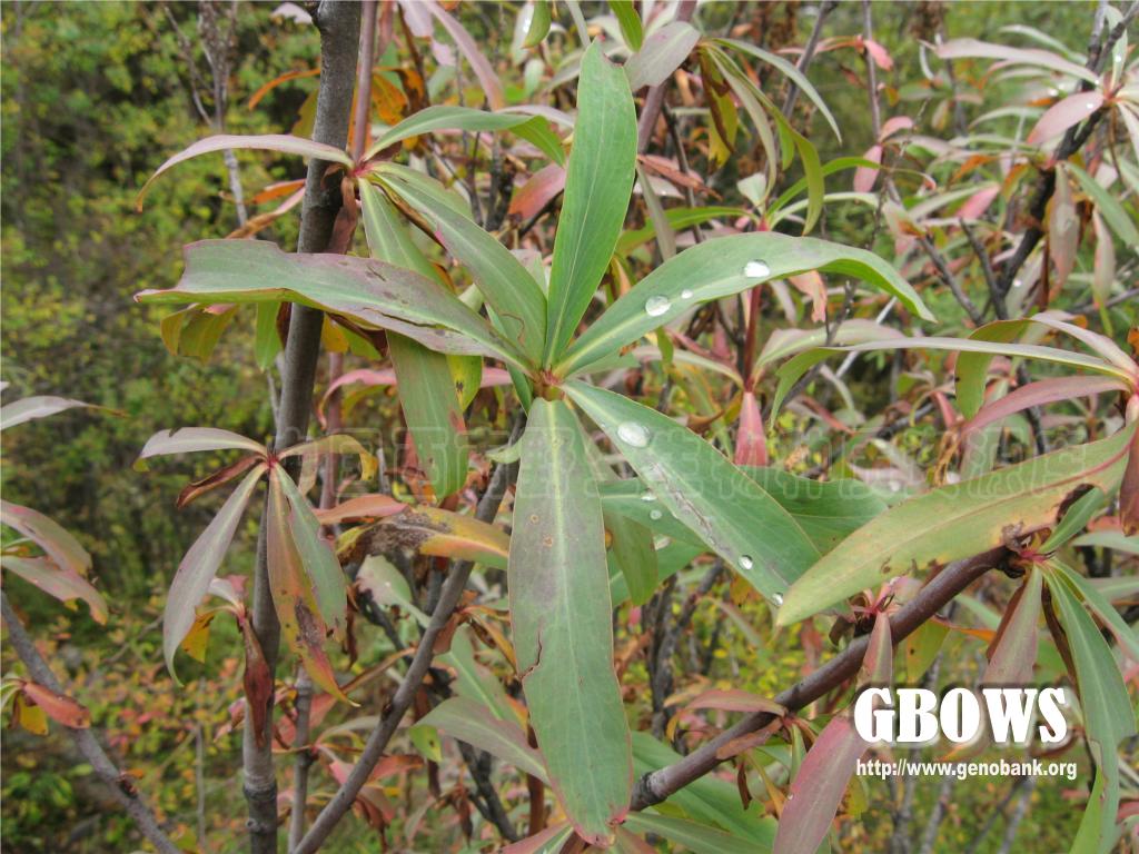 窄叶鲜卑花 Sibiraea angustata (Rehder) Hand.-Mazz.