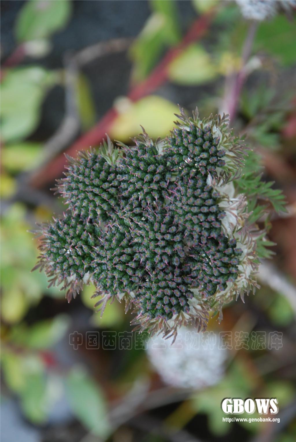 iFlora研究计划网站 智能植物志