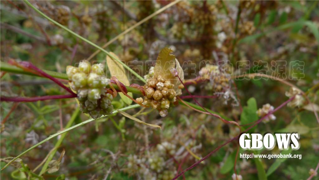 菟丝子 Cuscuta chinensis Lam.