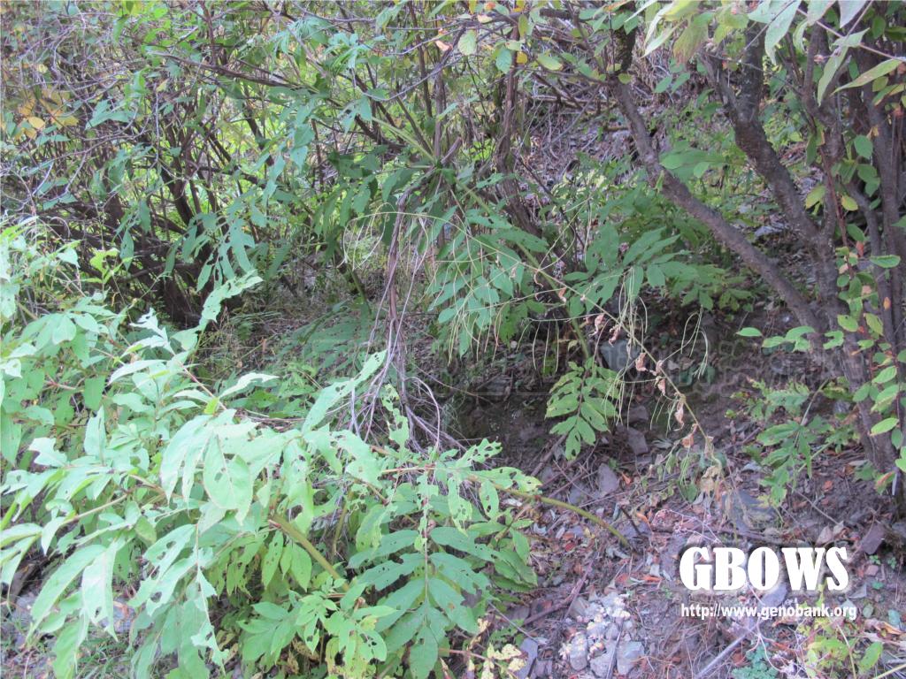 iFlora研究计划网站 智能植物志