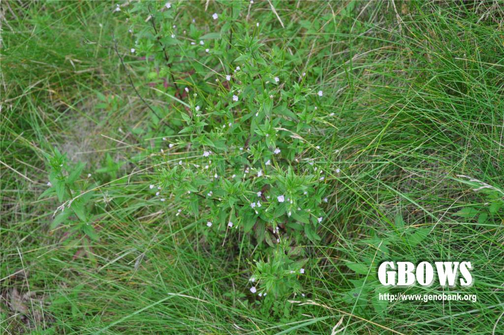 光滑柳叶菜（亚种） Epilobium amurense Hausskn. subsp. cephalostigma (Hausskn.) C ...