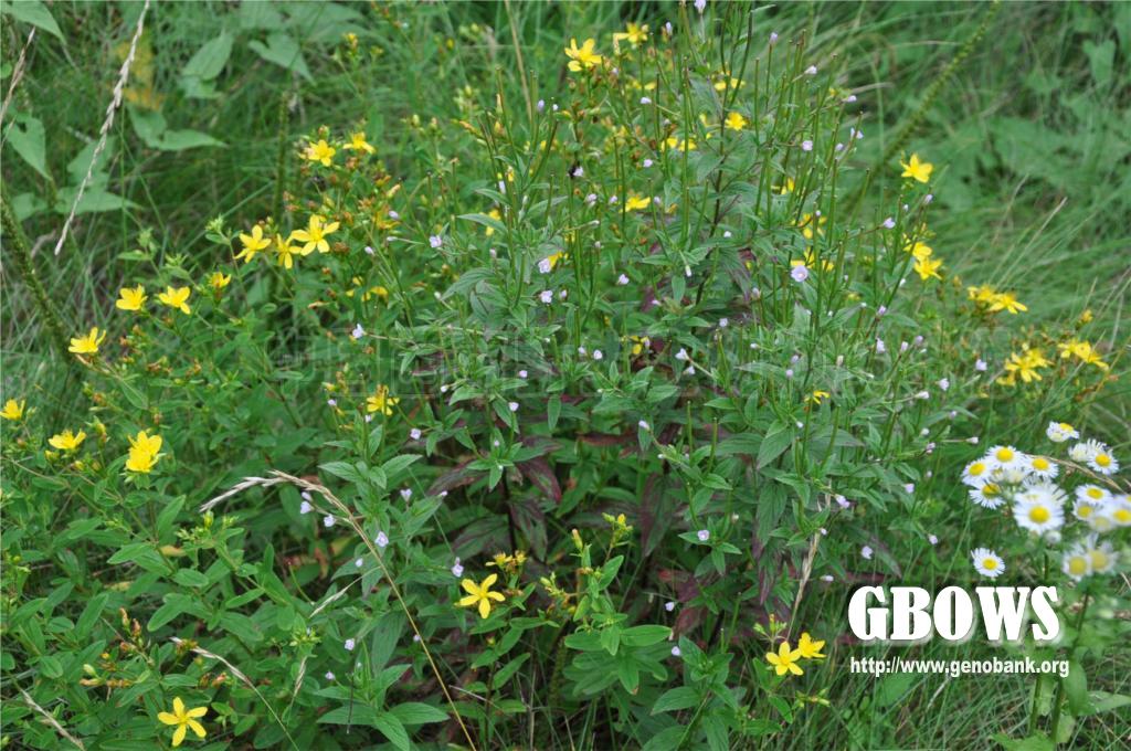 光滑柳叶菜（亚种） Epilobium amurense Hausskn. subsp. cephalostigma (Hausskn.) C ...