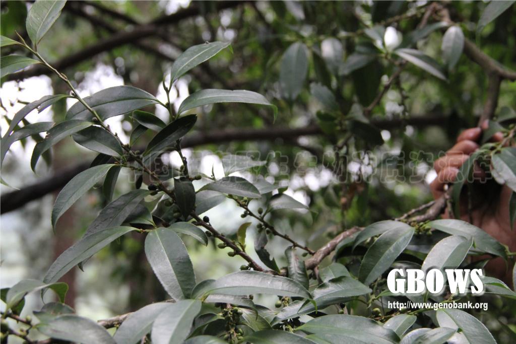 细齿叶柃 Eurya nitida Korth.