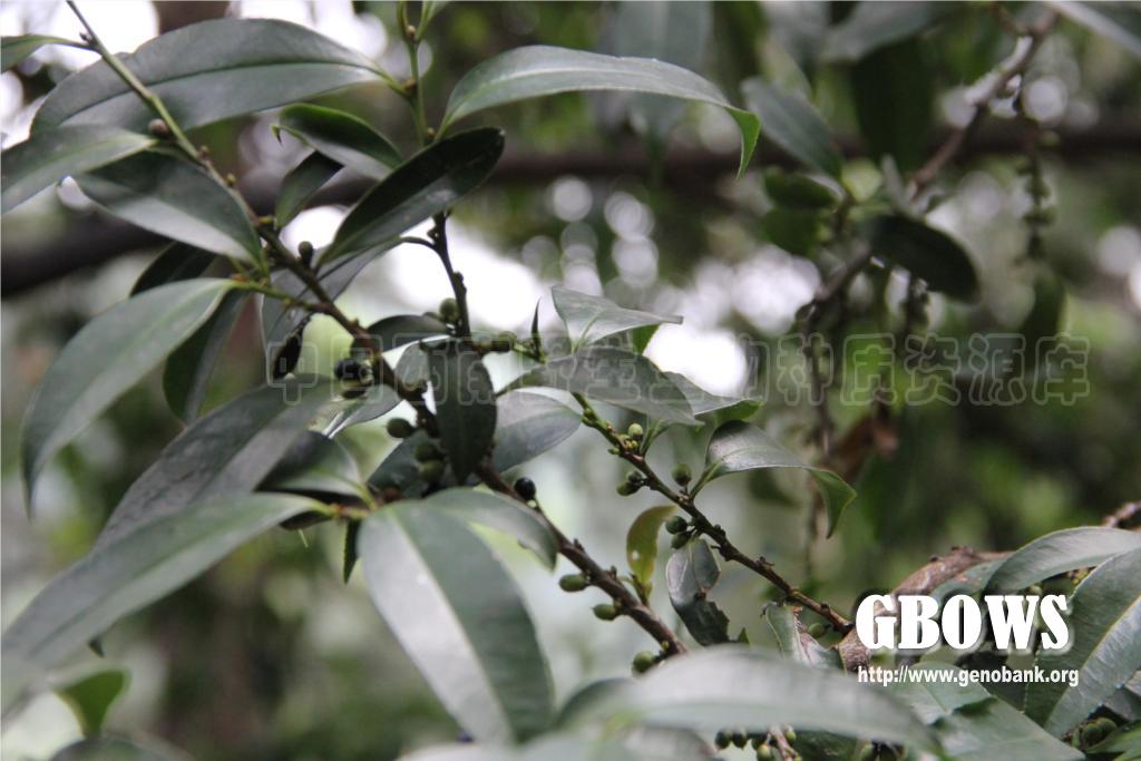 细齿叶柃 Eurya nitida Korth.
