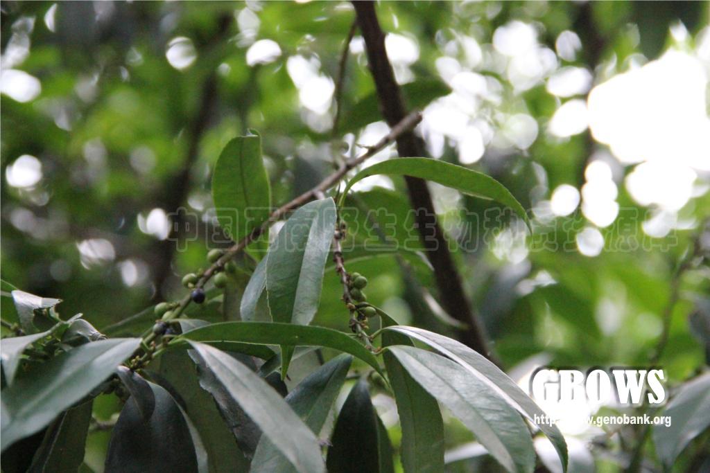 细齿叶柃 Eurya nitida Korth.