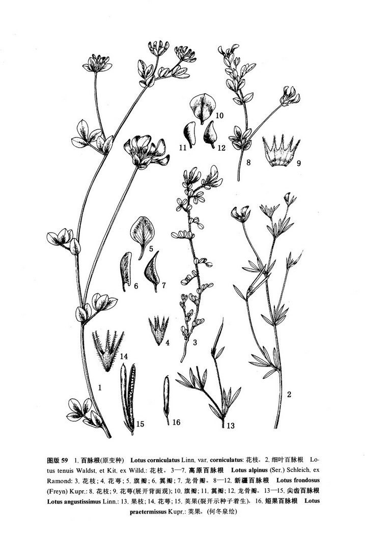 新疆百脉根 Lotus frondosus (Freyn) Kuprian.